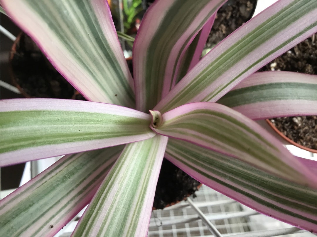 Rhoeo Tricolor Cutting - Etsy