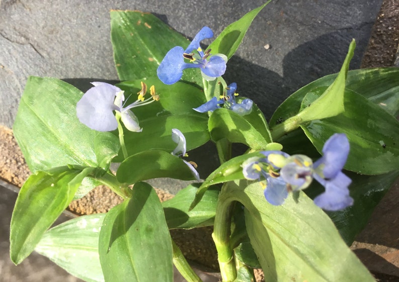 Spiderwort Day Lily Blue Flower Wandering Jew Plant | Etsy