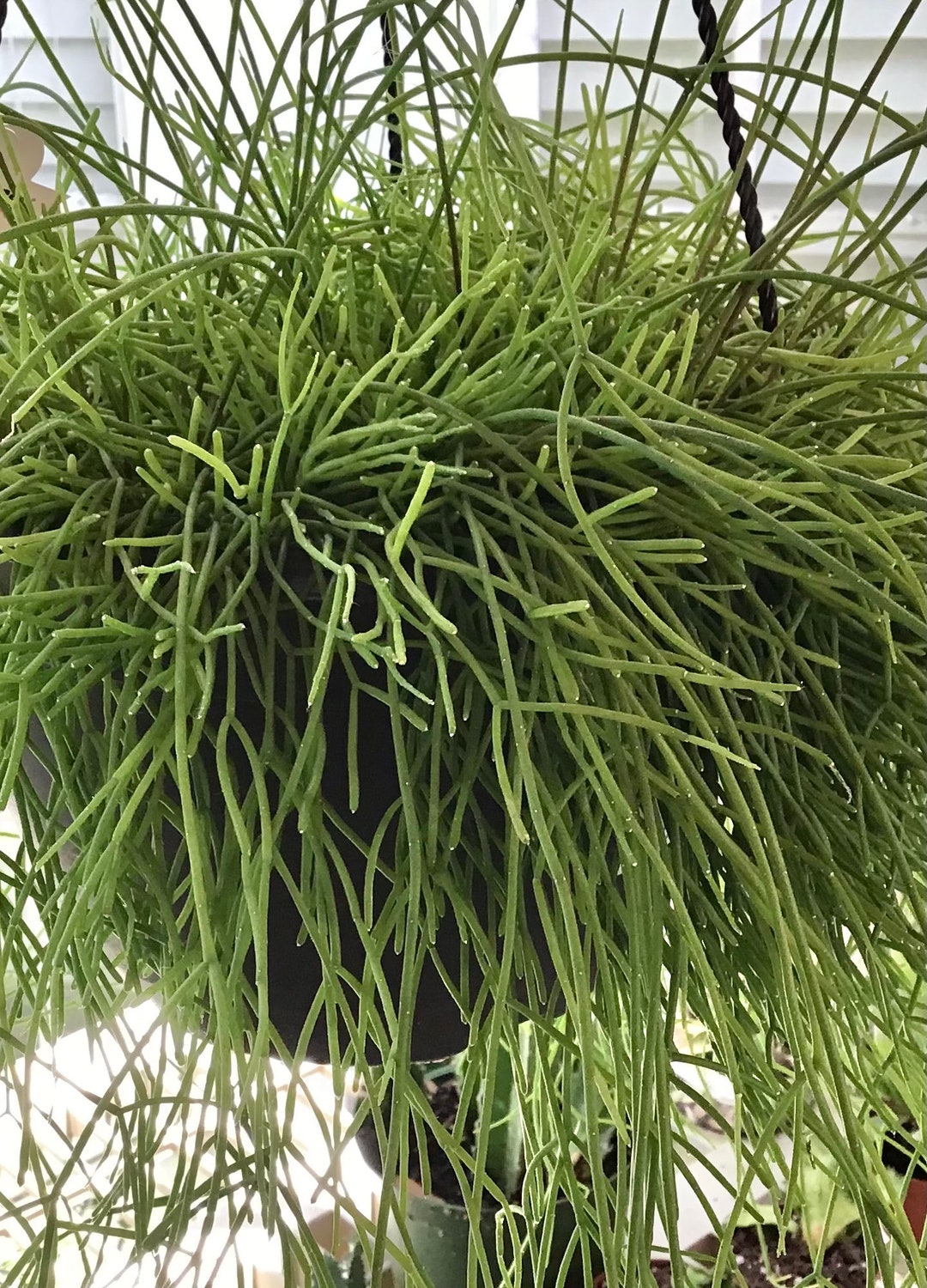 Trailing Mistletoe Cactus Rhipsalis Capilliformis - Etsy