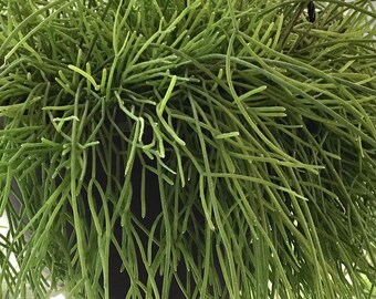 6 Rhipsalis Cashero Hanging Basket Rooted Bushy Mistletoe Plant ...