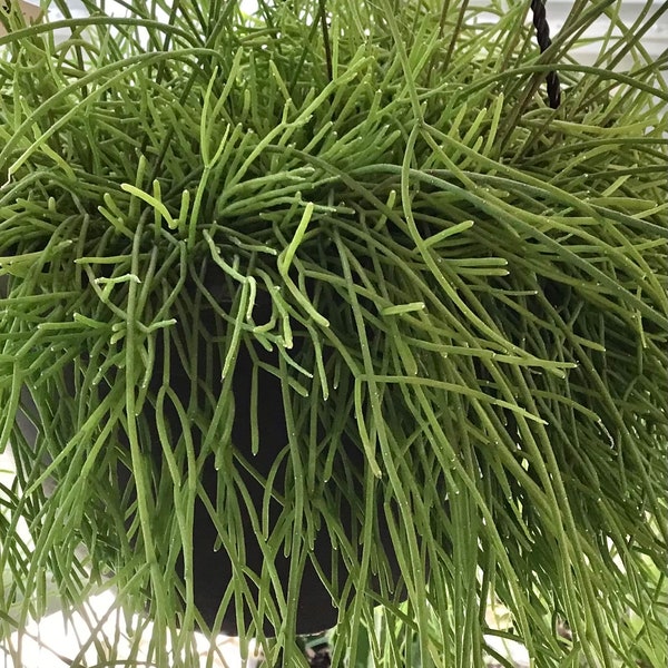 Rhipsalis Plant - Etsy
