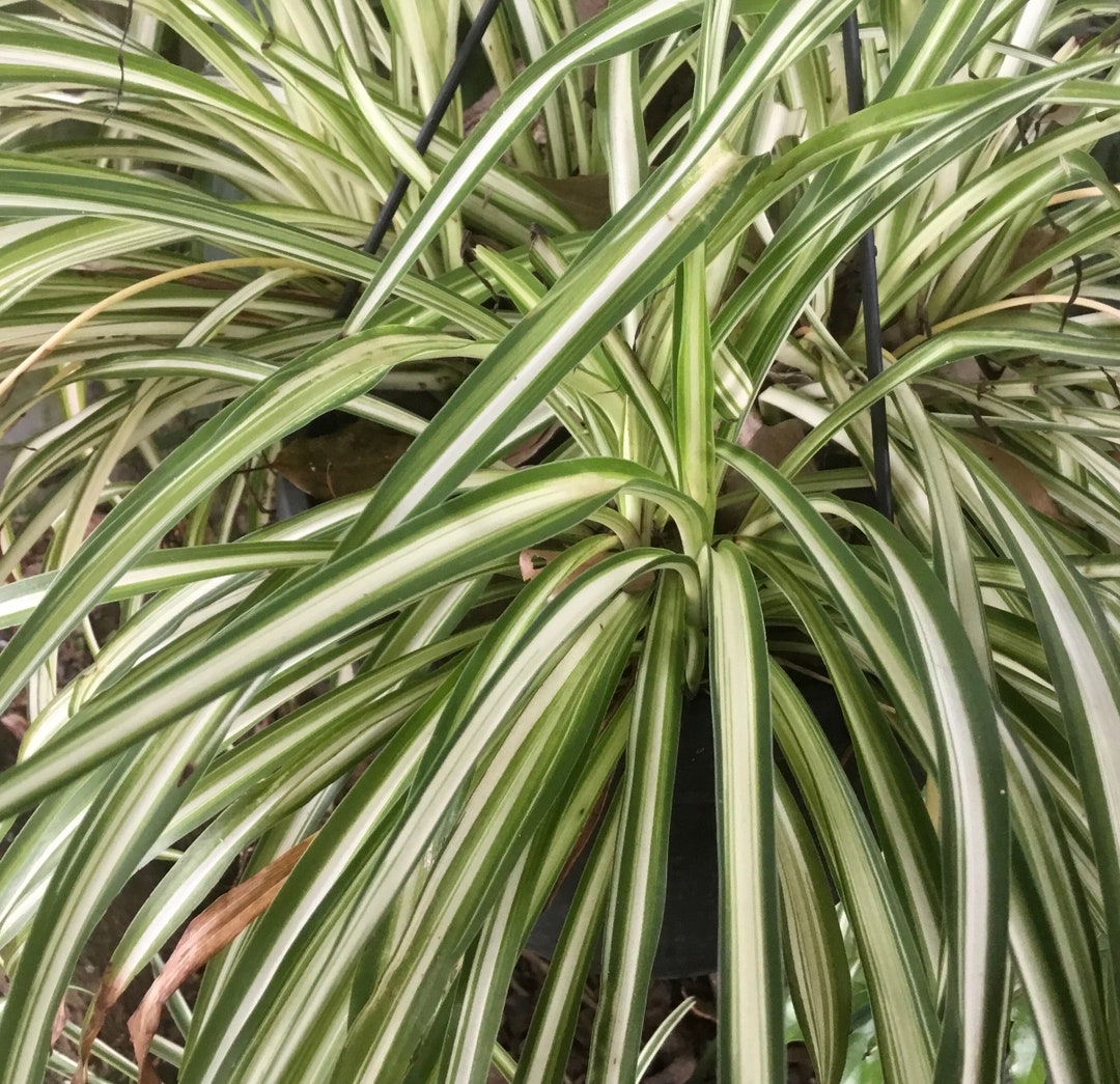 Variegated Spider Plant - Etsy