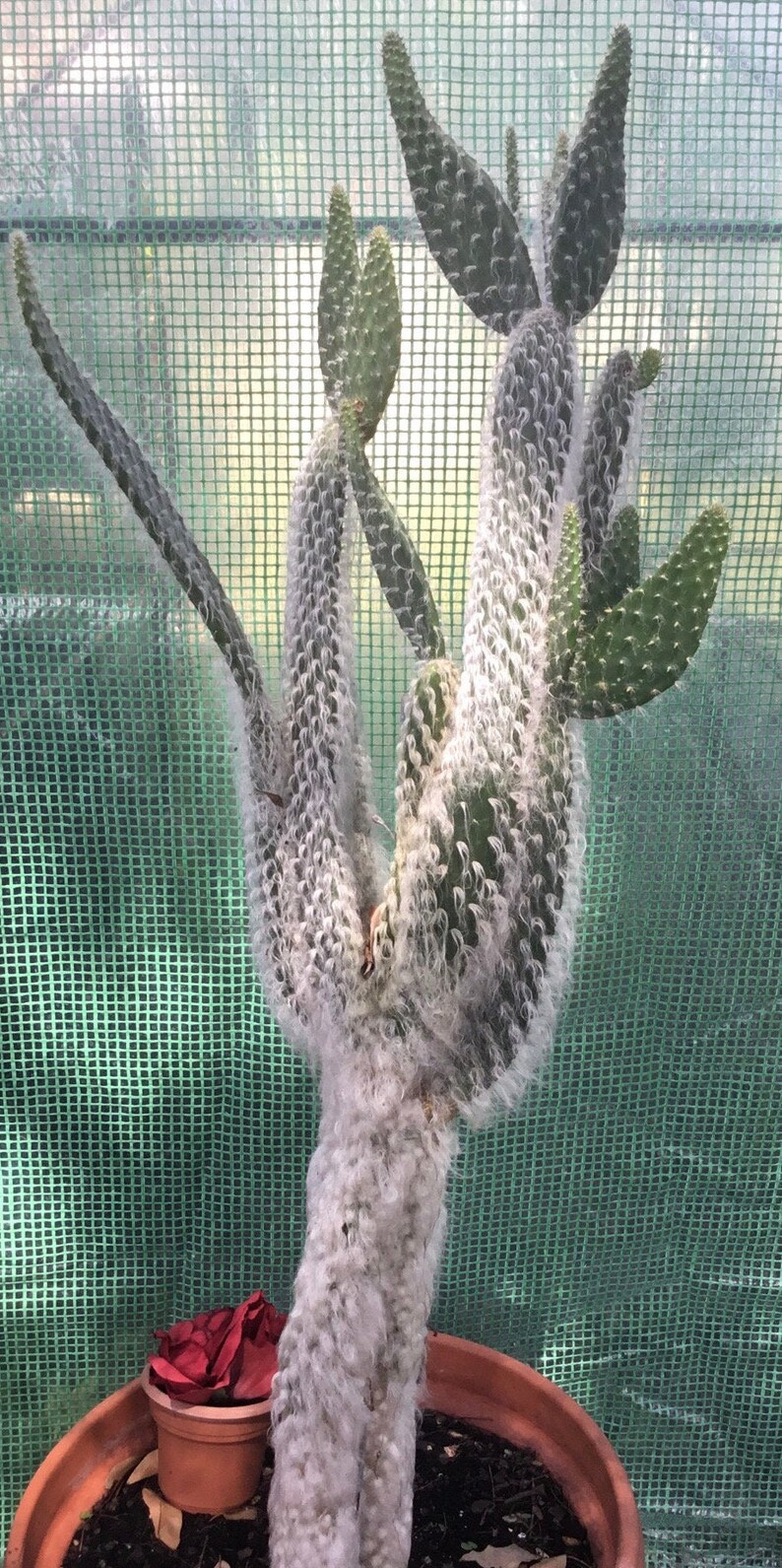Snow cactus / hairy prickly pear | Etsy