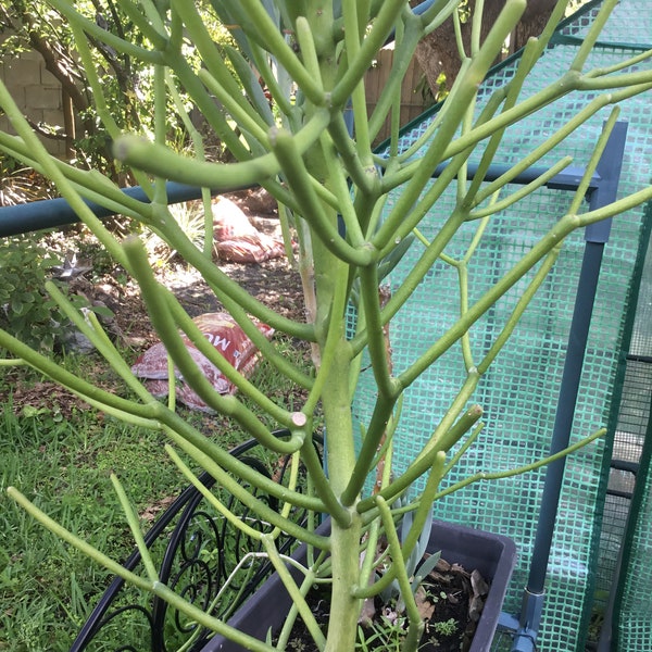 Pencil Cactus Live Plant - Etsy