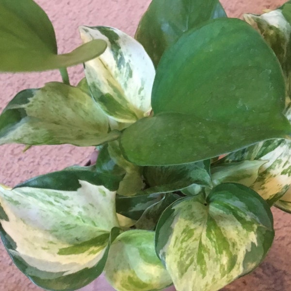 Pink Princess Pothos - Etsy