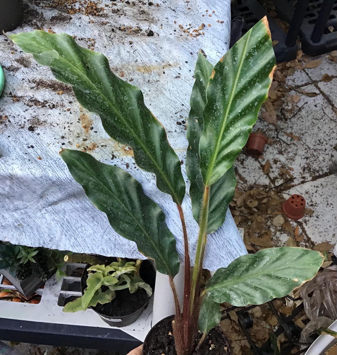 Calathea Furry Feather - Etsy