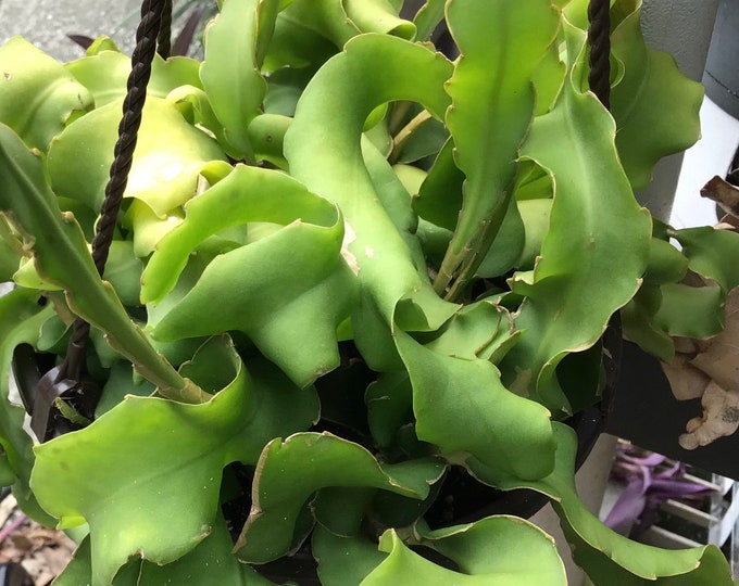 Orchid Cactus Curly Locks Epiphyllum Guatemalense - Etsy