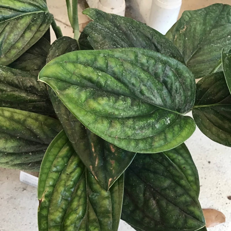 Monstera Peru - Etsy