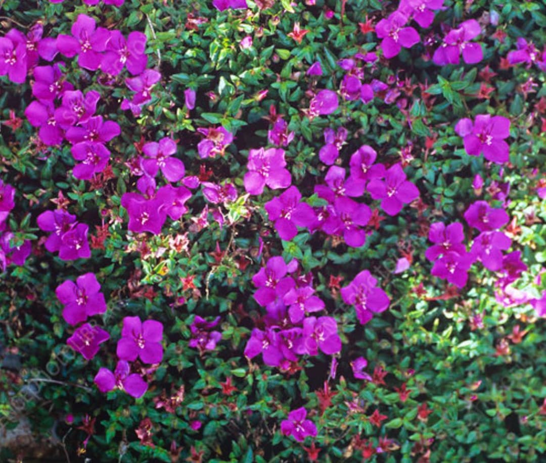 Spanish Shawl Heterocentron Elegans - Etsy