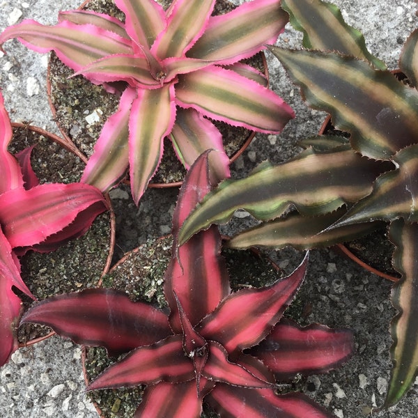 Cryptanthus - Etsy