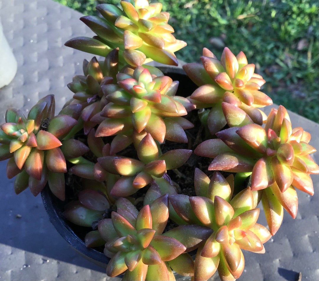 Shooting Star Sedum Adolphi - Etsy
