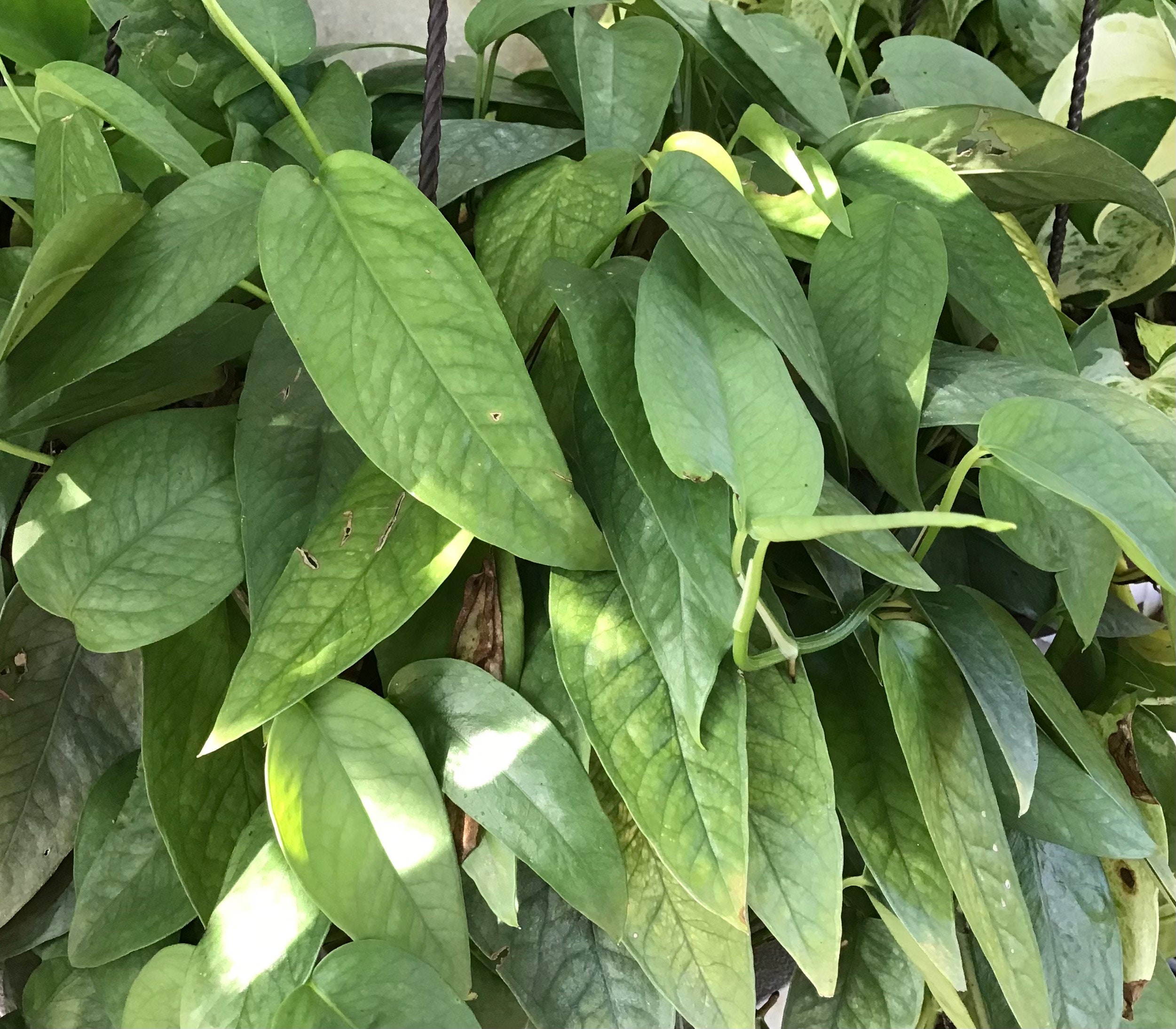 Cebu Potho Clipping - Etsy