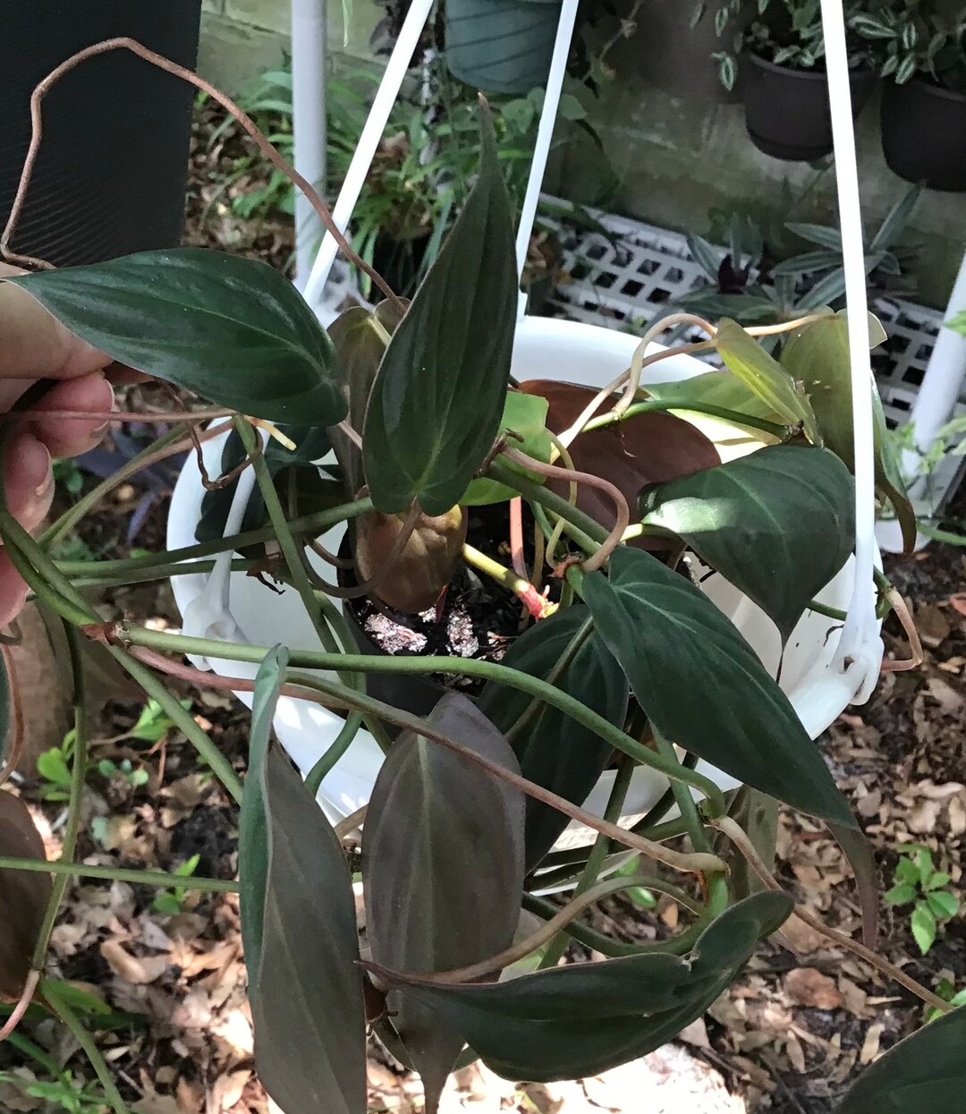 Philodendron Micans Pothos - Etsy