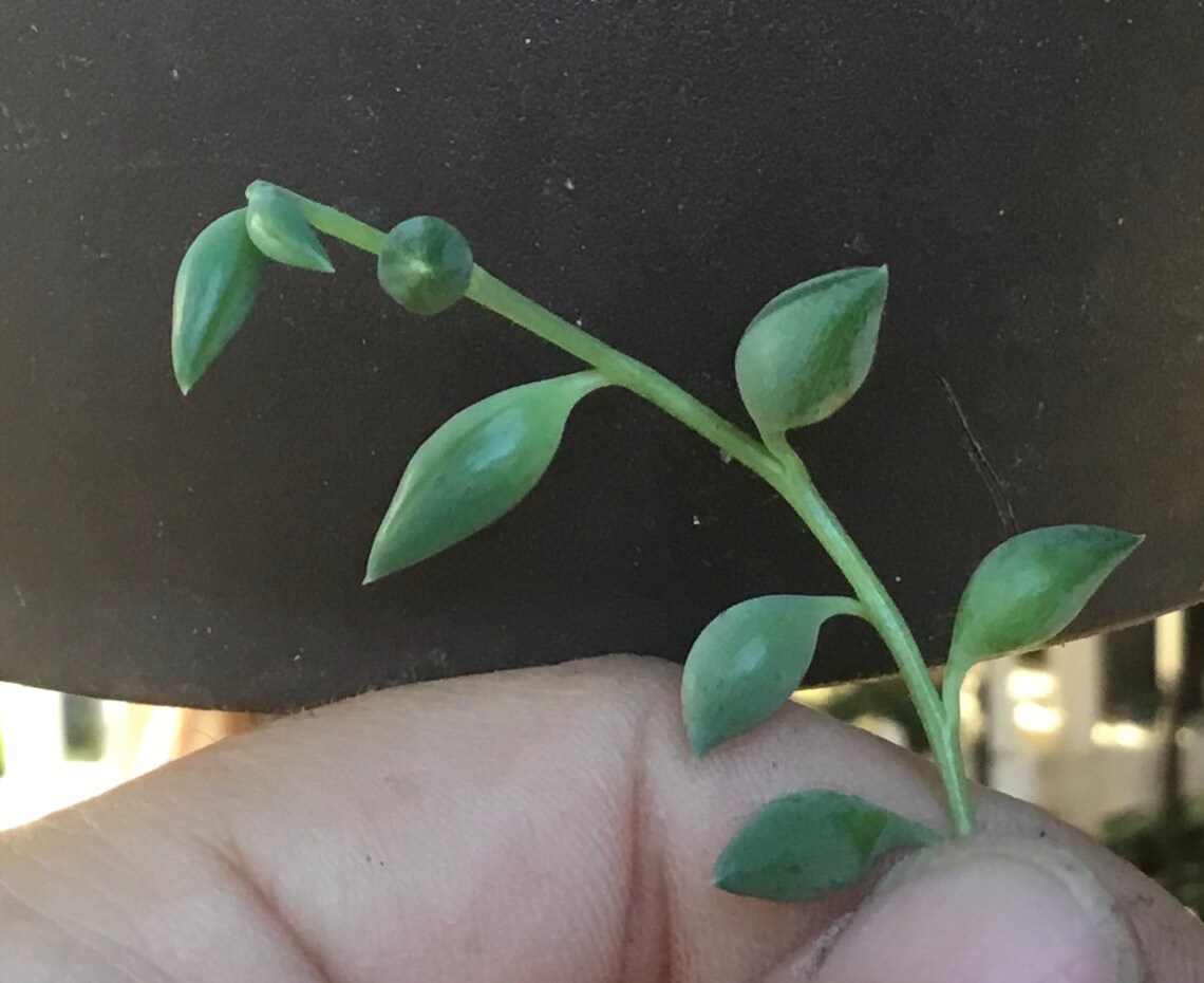 String of Tears / Raindrops Clipping - Etsy