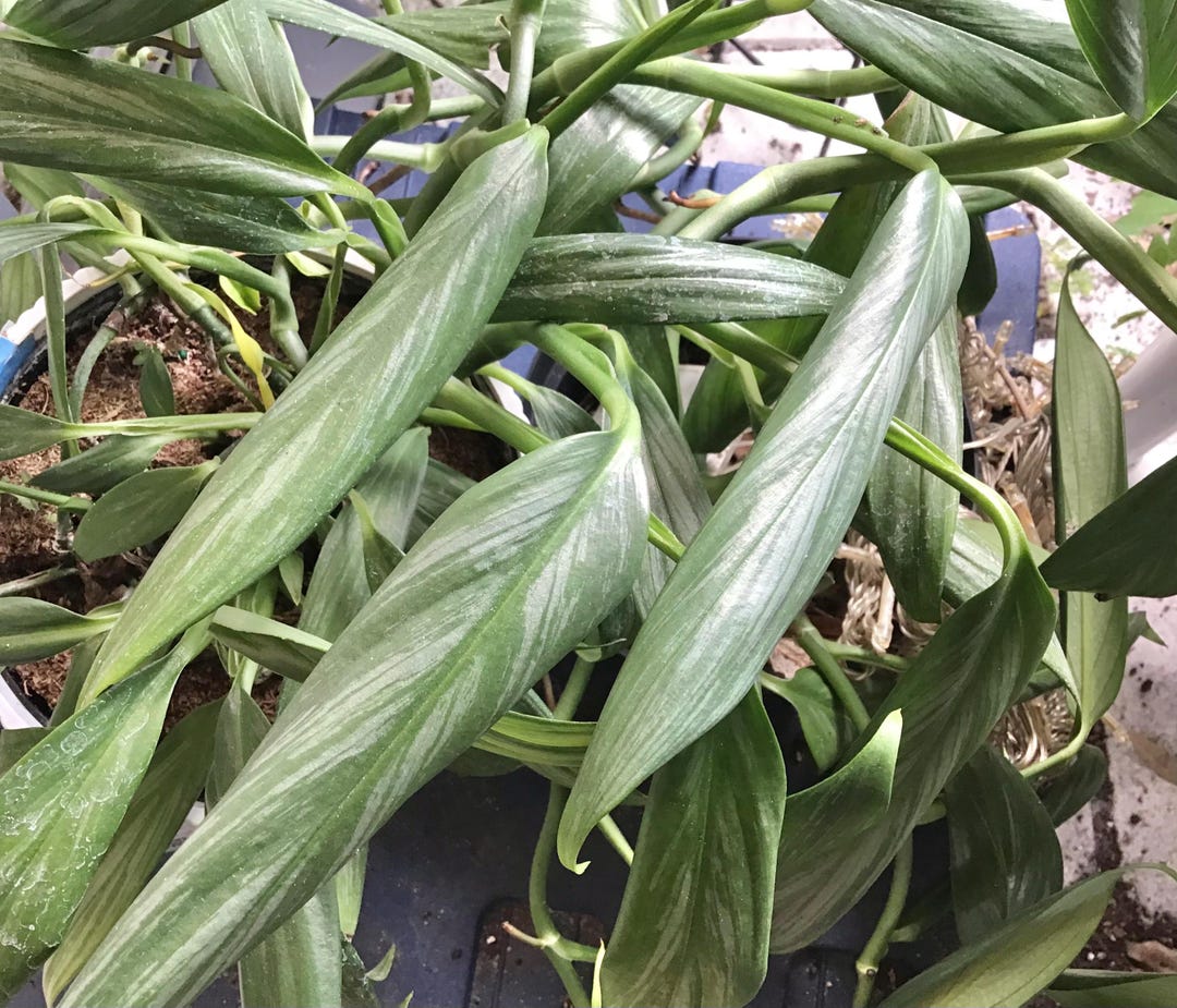 Silver Streak Potho - Etsy