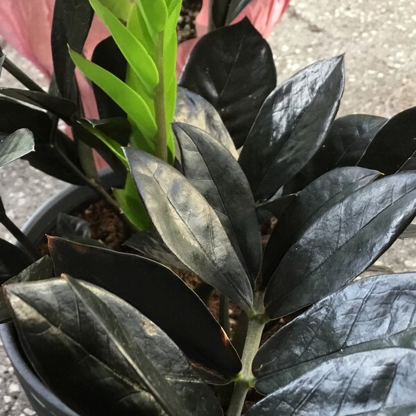 Raven Zz Plant - Etsy