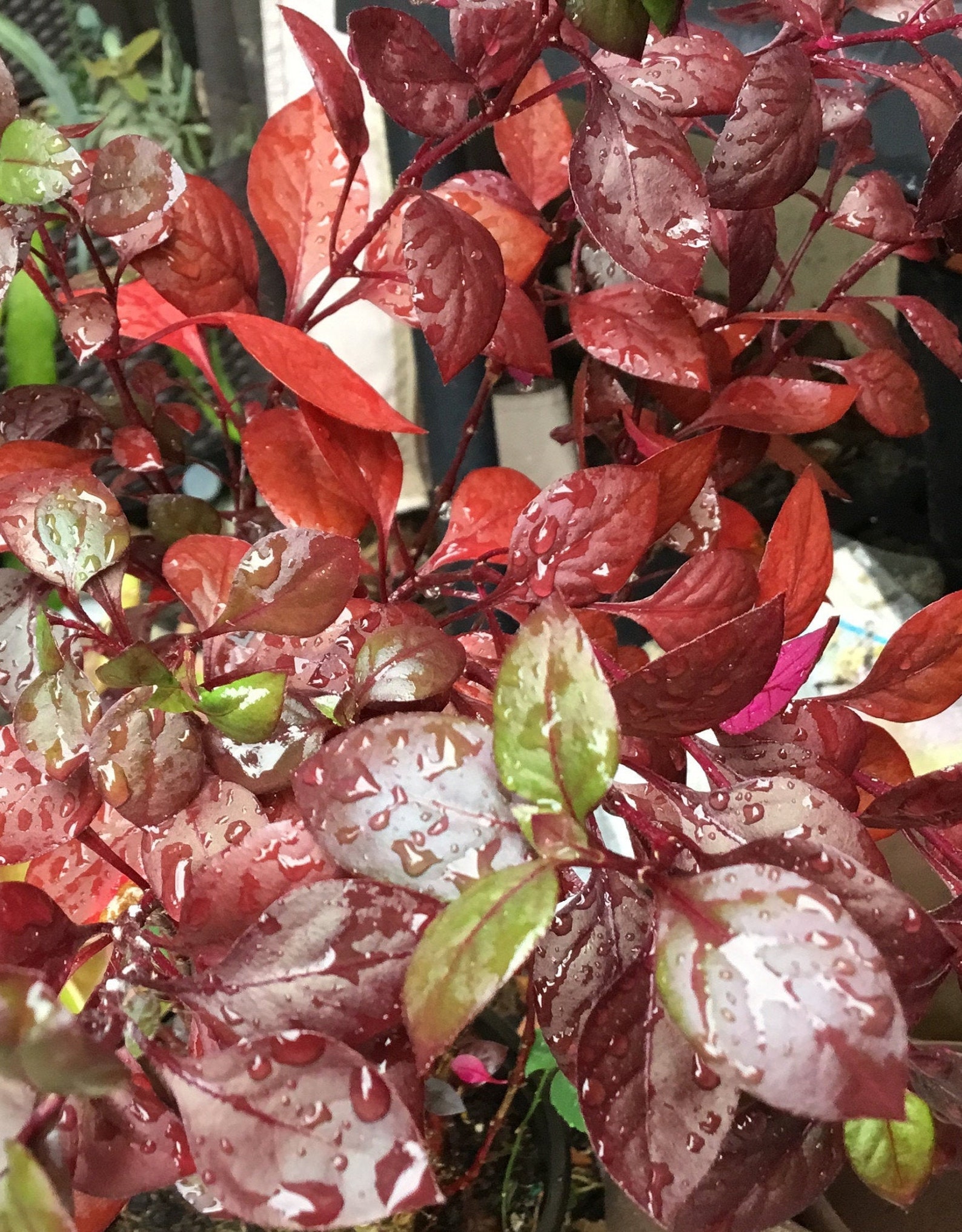 Alternanthera Little Ruby Rare - Etsy
