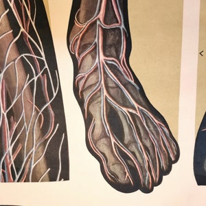 Authentic Vintage Anatomy Human Body School Educational Poster - Etsy