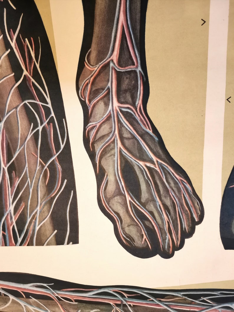Authentic Vintage Anatomy Human Body School Educational Poster - Etsy