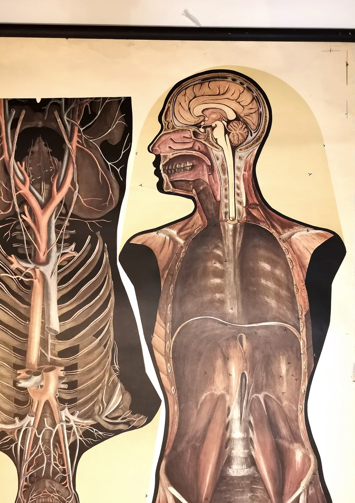 Authentic Vintage Anatomy Human Body School Educational Poster - Etsy