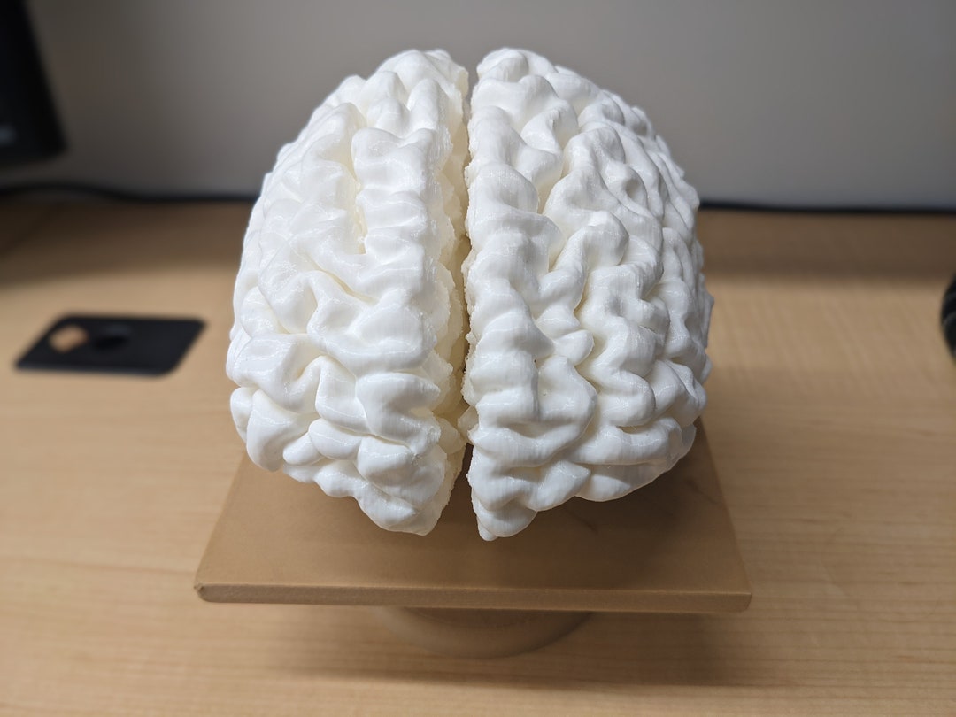 Personalized 3D Printed Brain: Unveil Your Mind's Marvels - Etsy