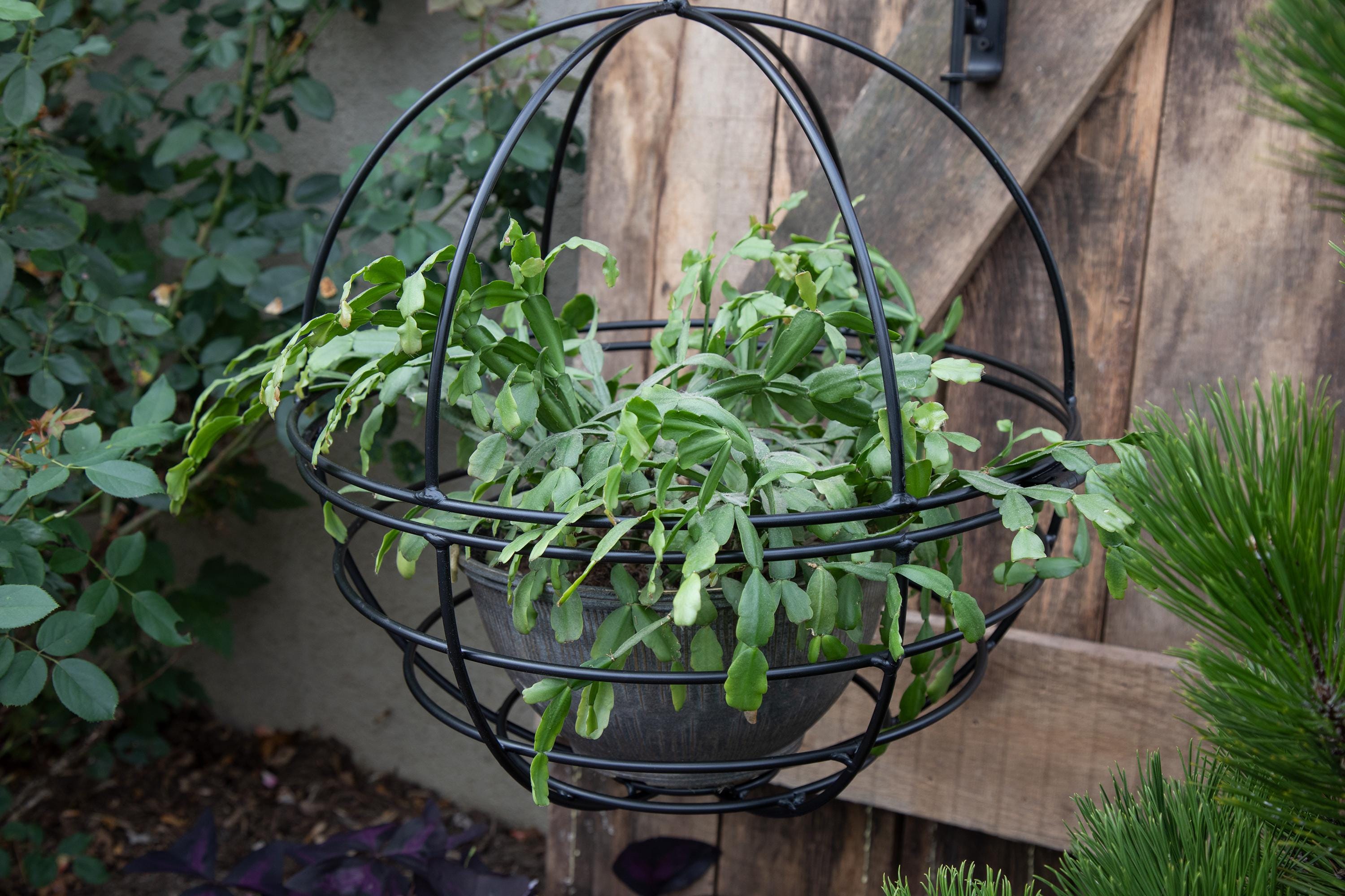 Wrought Iron Plant Hangernull