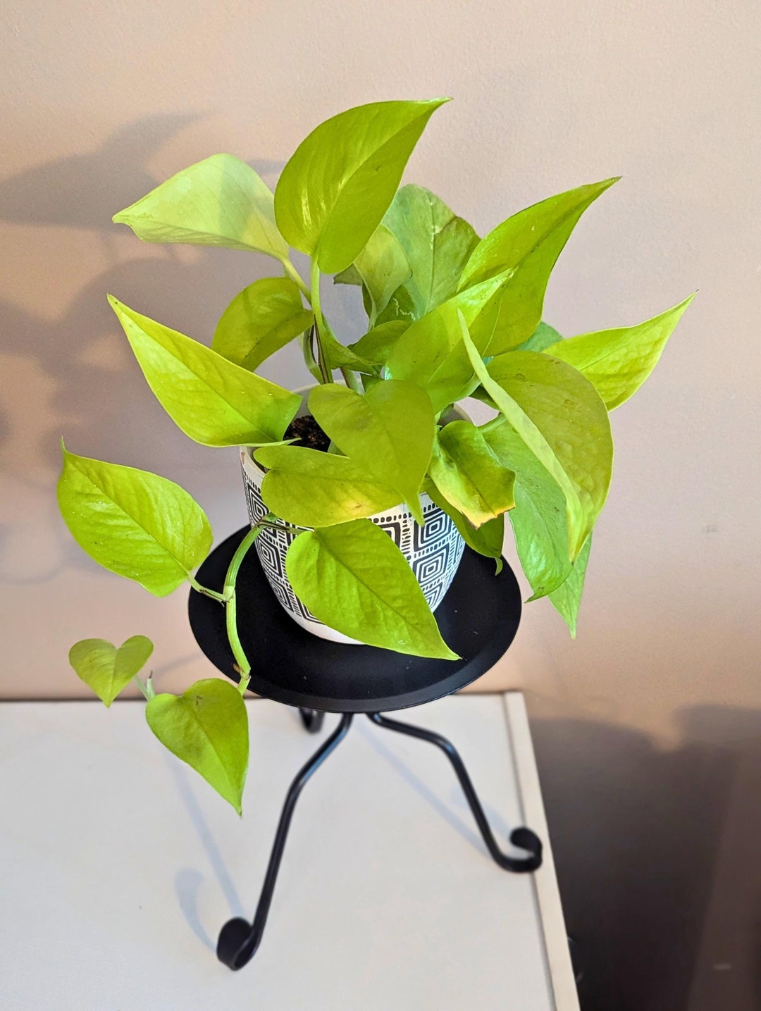 Tabletop Flower Pot Stand - Wrought Iron - Amish Made - Etsy