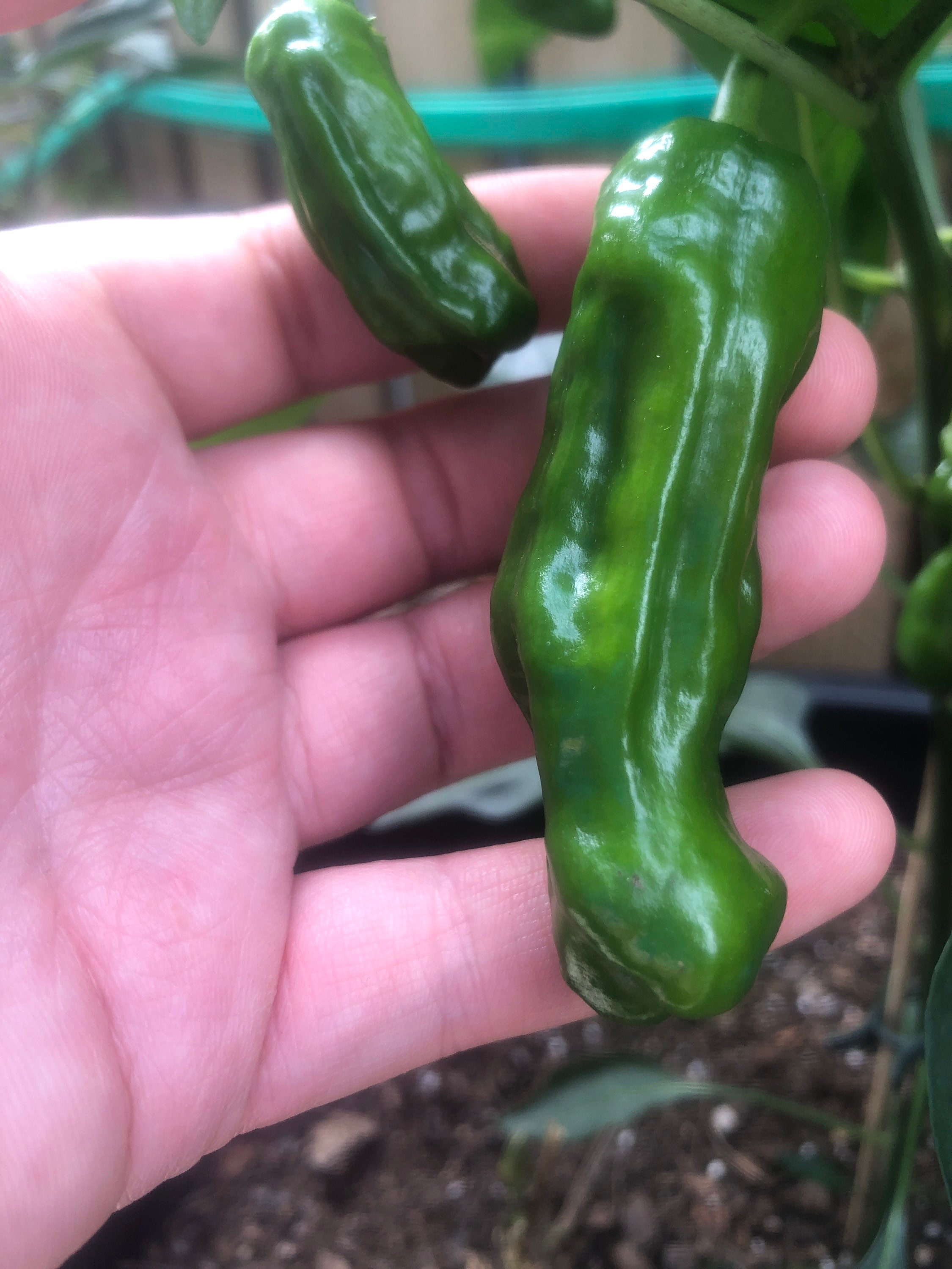 Shishito Chilli/dragon Roll Pepper Seeds - Etsy Australia