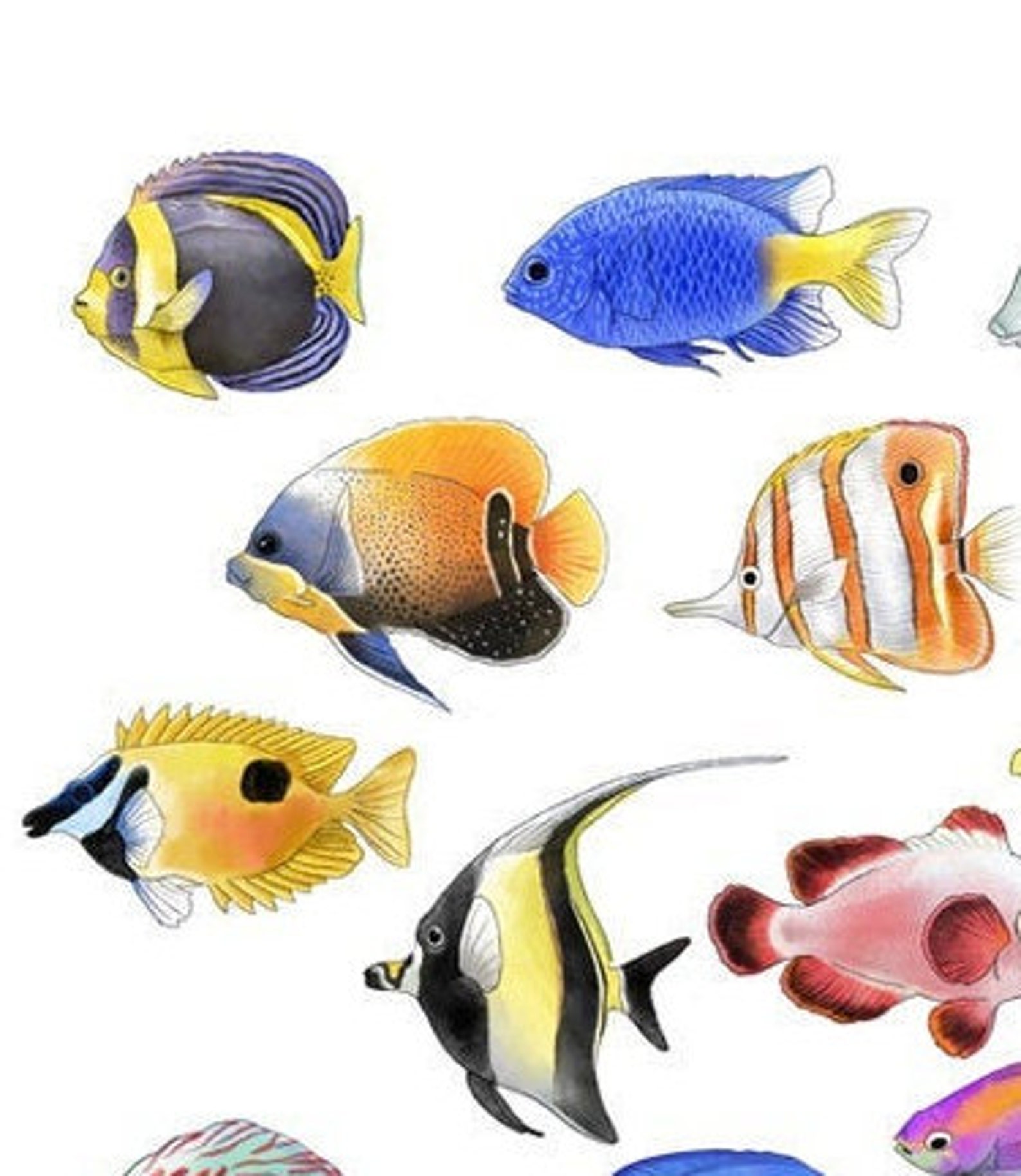 Watercolor Tropical Fish PNG Clipart - Etsy