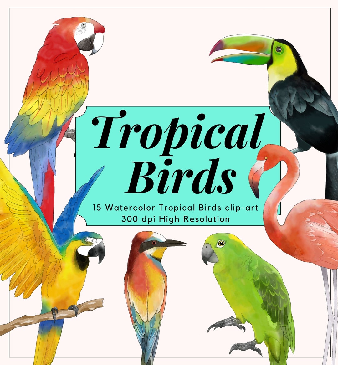 Tropical Birds Clipart, Watercolor Parrot Clipart,watercolor Birds ...