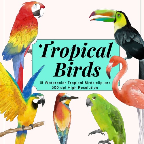 Tropical Birds Clipart Watercolor Parrot Clipartwatercolor - Etsy