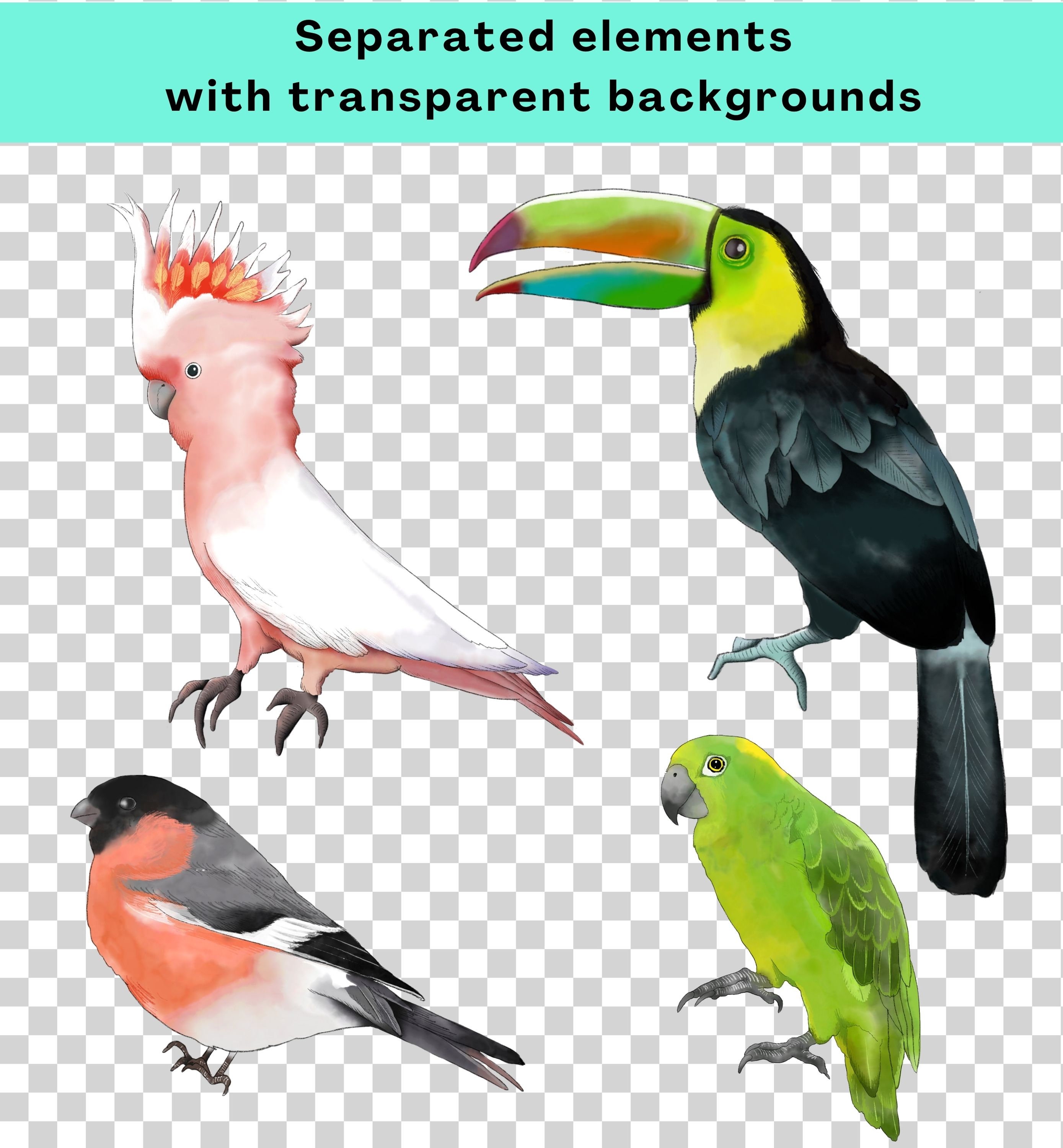 Tropical Birds Clipart, Watercolor Parrot Clipart,watercolor Birds ...