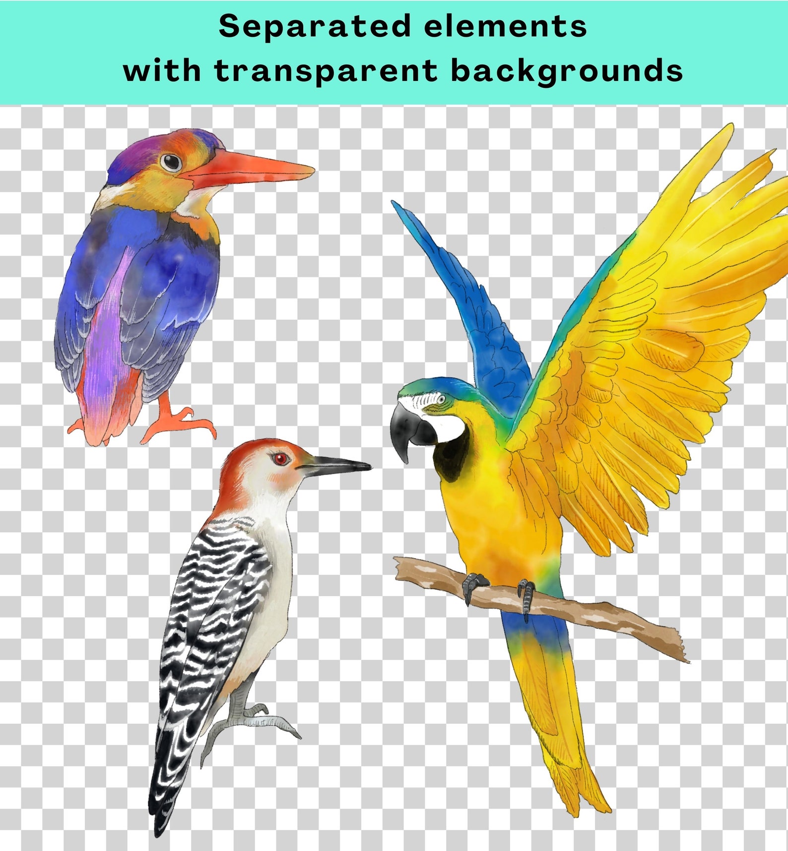 Tropical Birds Clipart, Watercolor Parrot Clipart,watercolor Birds ...