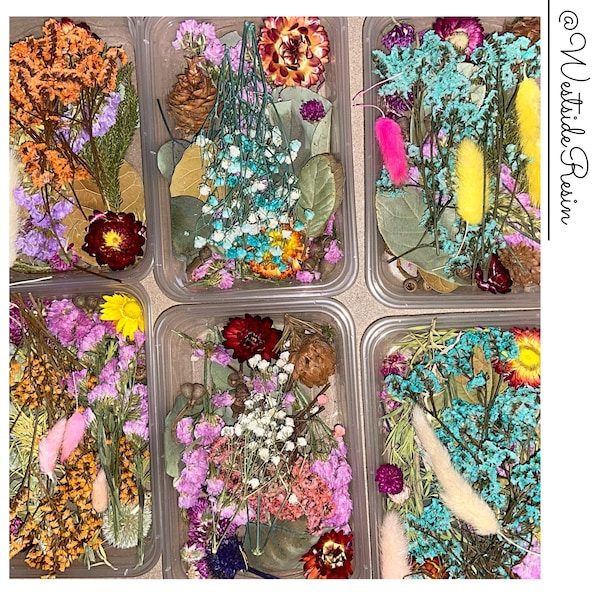 Preserved Plants - Etsy