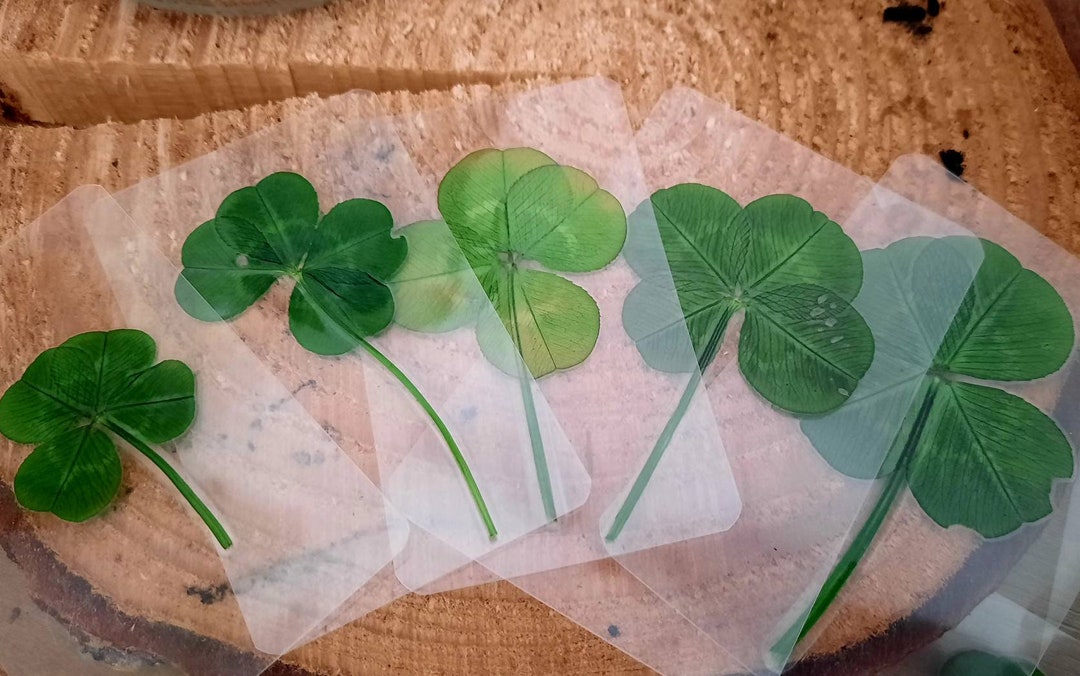 Real 4 Leaf Clover // Real 4 Leaf Clover // Lucky Charm - France Lyon ...