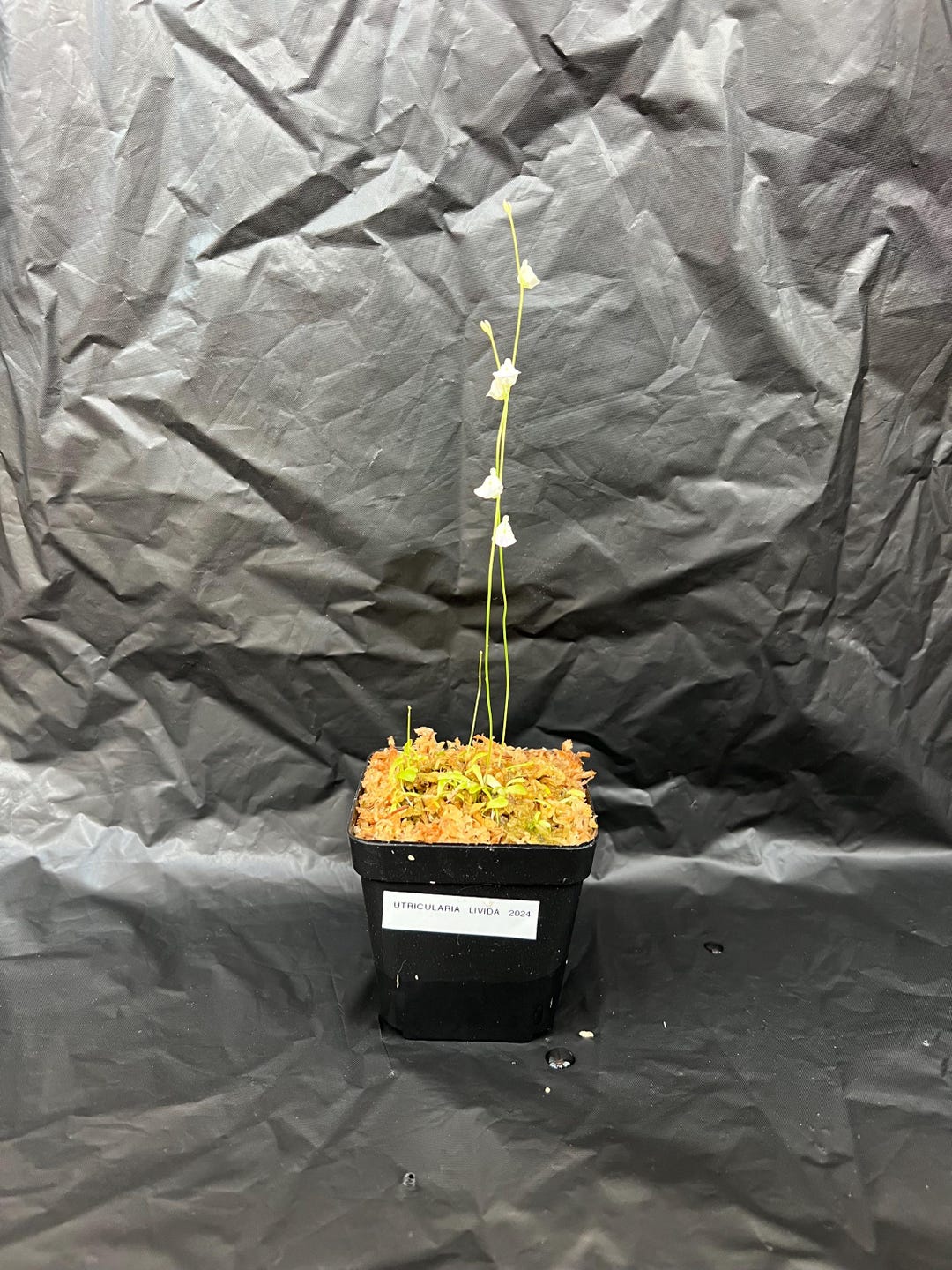 Utricularia Livida With Flower Spikes - Etsy