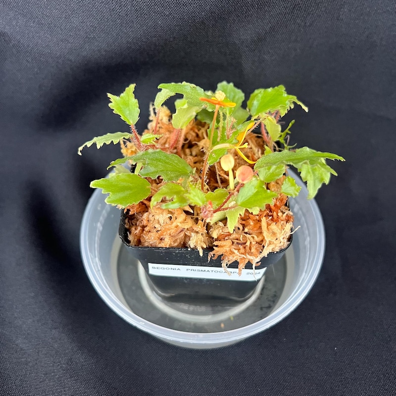 Miniature Begonia Plants - Etsy