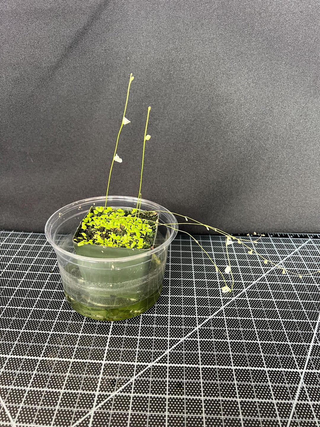 Utricularia Livida - Plug With a Few Flower Spikes! - Etsy