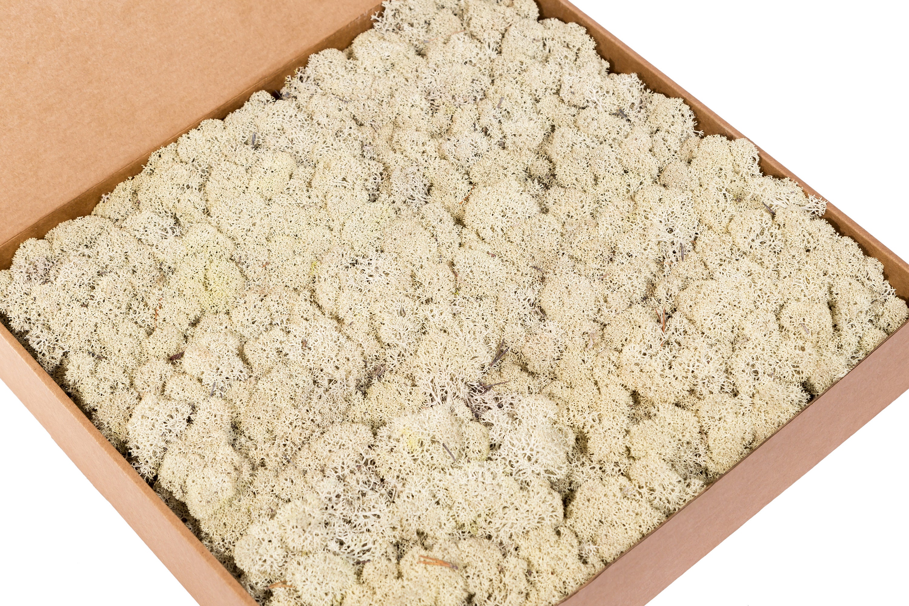 Preserved Reindeer Moss Cream Small Box New | Etsy UK