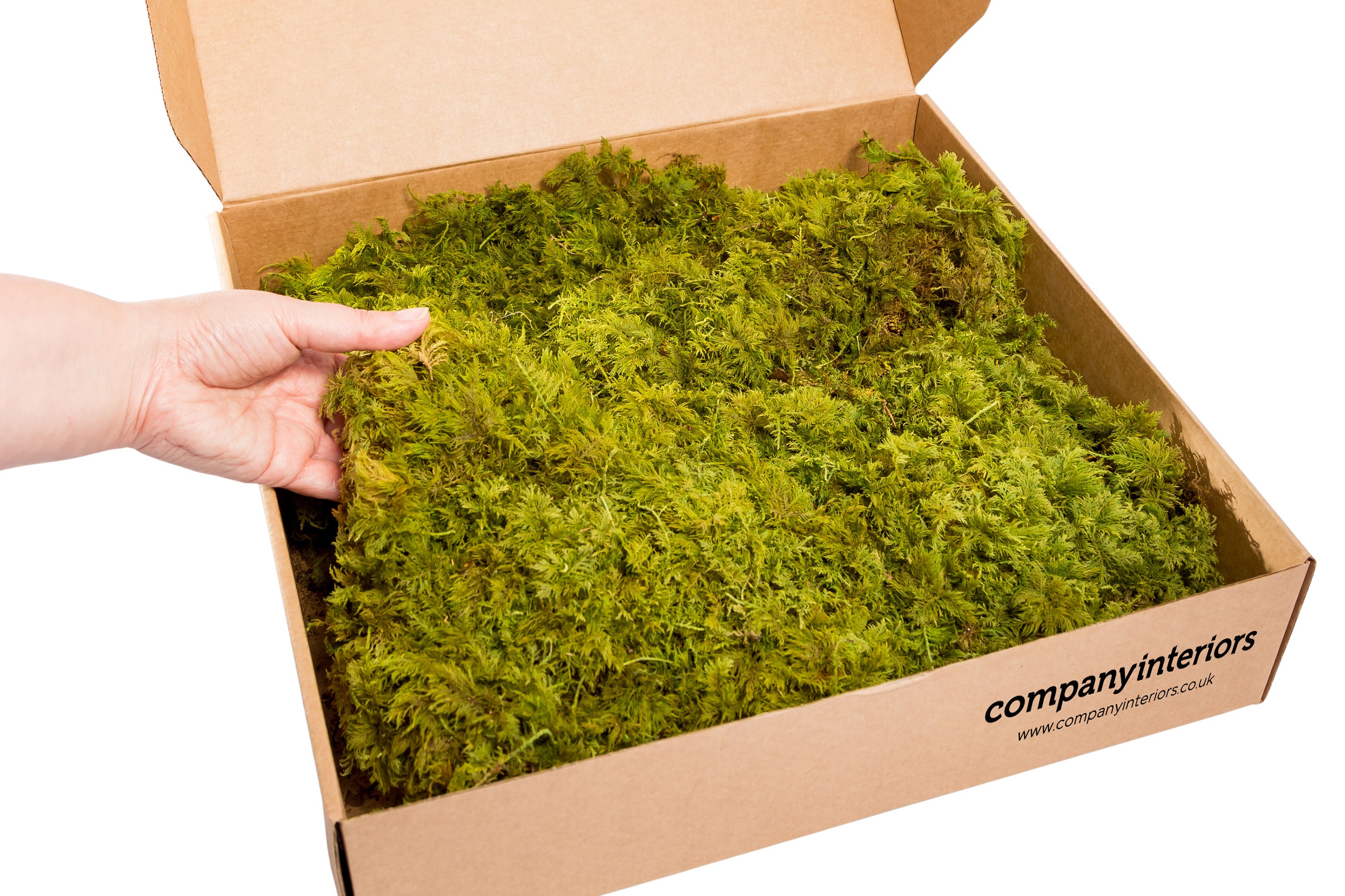 Preserved Fern Moss Small Box | Etsy UK