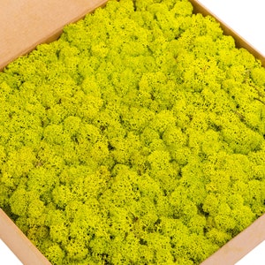 Lime Green Reindeer Moss 1kg Small Box - Etsy UK