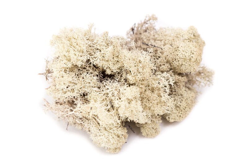 Preserved Reindeer Moss Cream Small Box New | Etsy UK