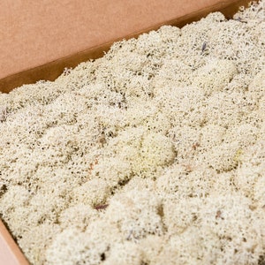 Preserved Reindeer Moss Cream Small Box New - Etsy UK