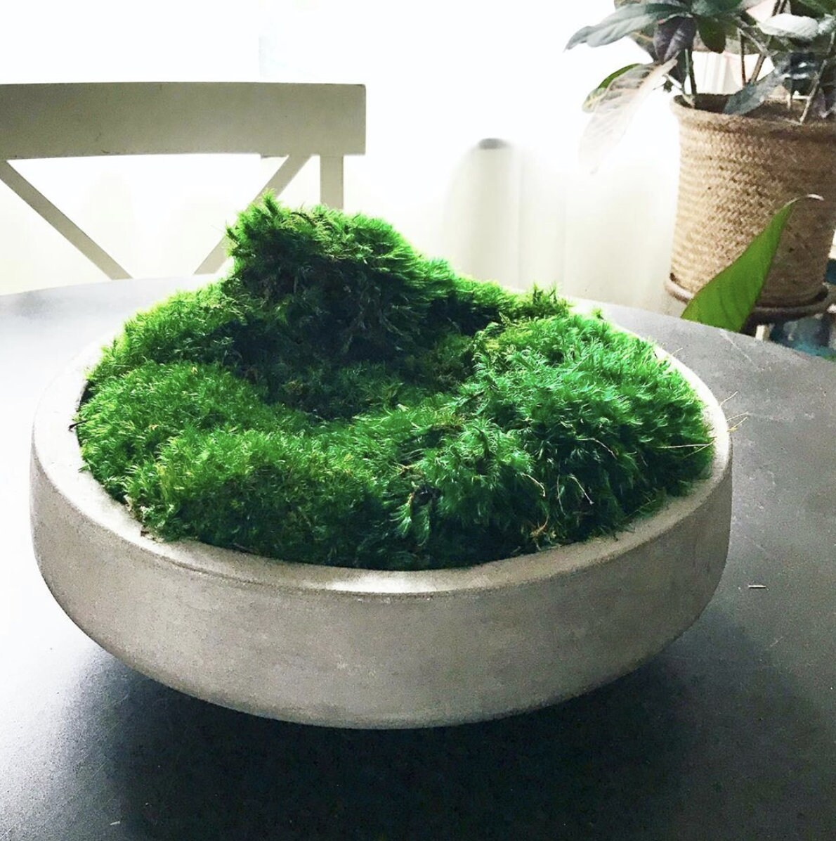 Learn How to Make a Moss Table Display Tutorial Video Moss - Etsy UK