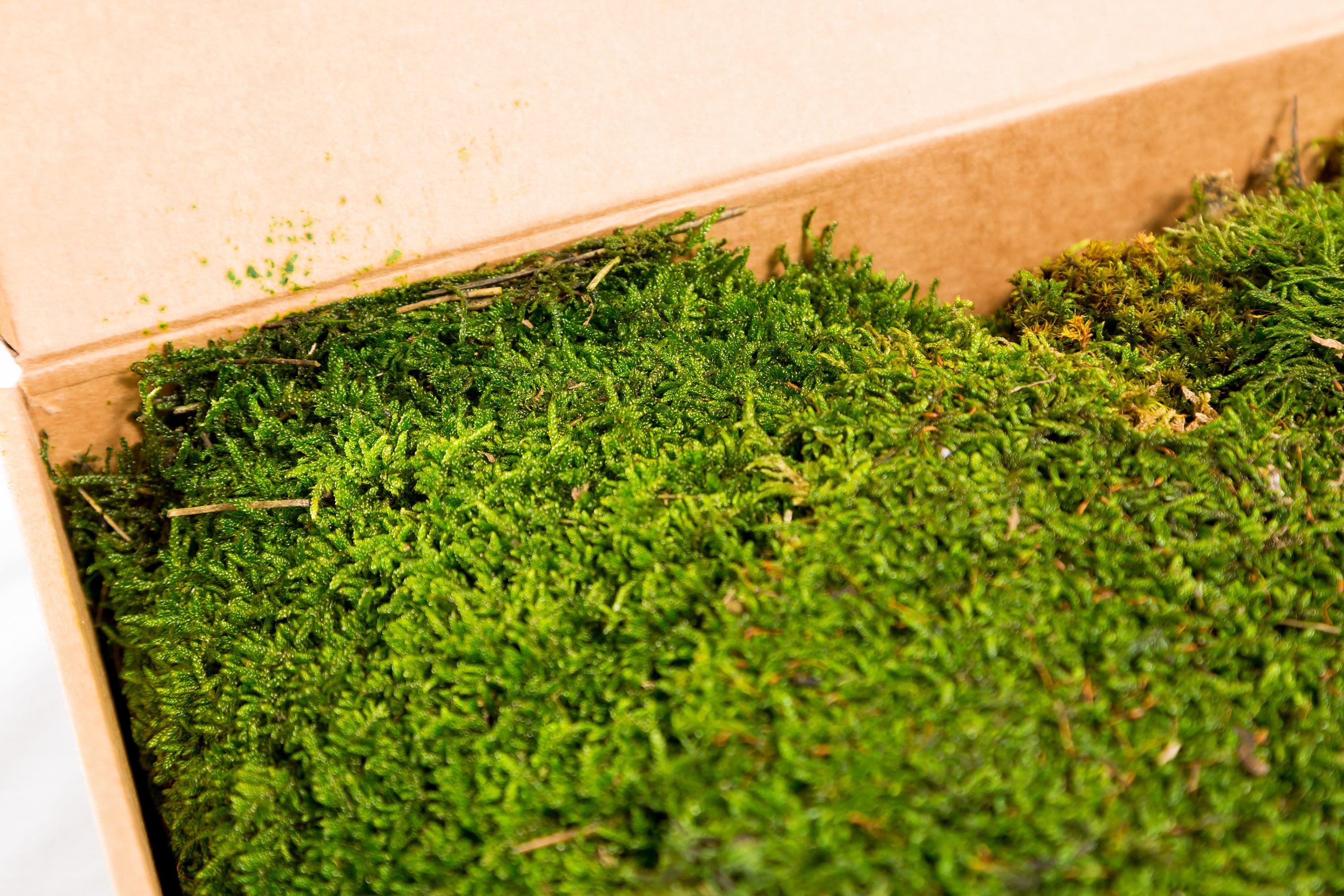 Flat Moss Small Box Preserved Flat Moss | Etsy UK