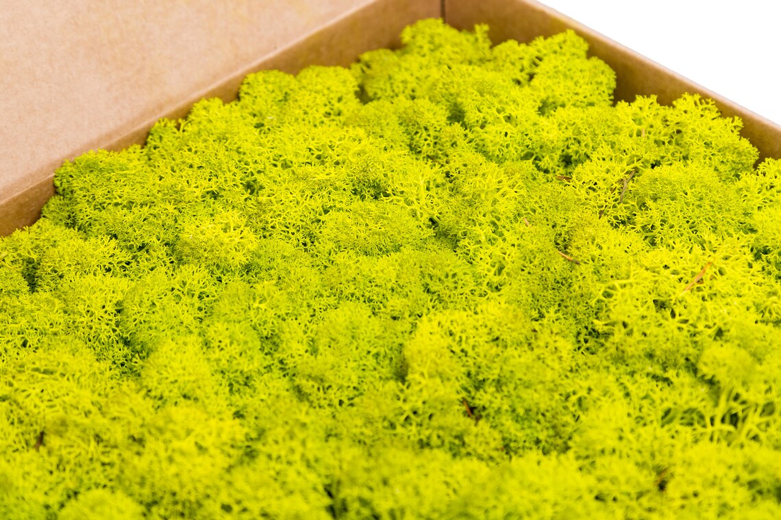 Lime Green Reindeer Moss 1kg Small Box - Etsy UK