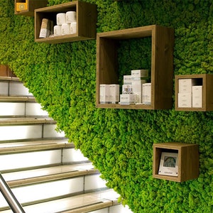 Moss Art Frame Video How to Make a Moss Frame Explained Download the ...