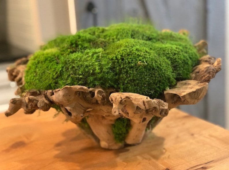 Learn How to Make a Moss Table Display Tutorial Video Moss - Etsy UK