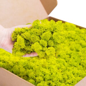 Lime Green Reindeer Moss 1kg Small Box - Etsy UK