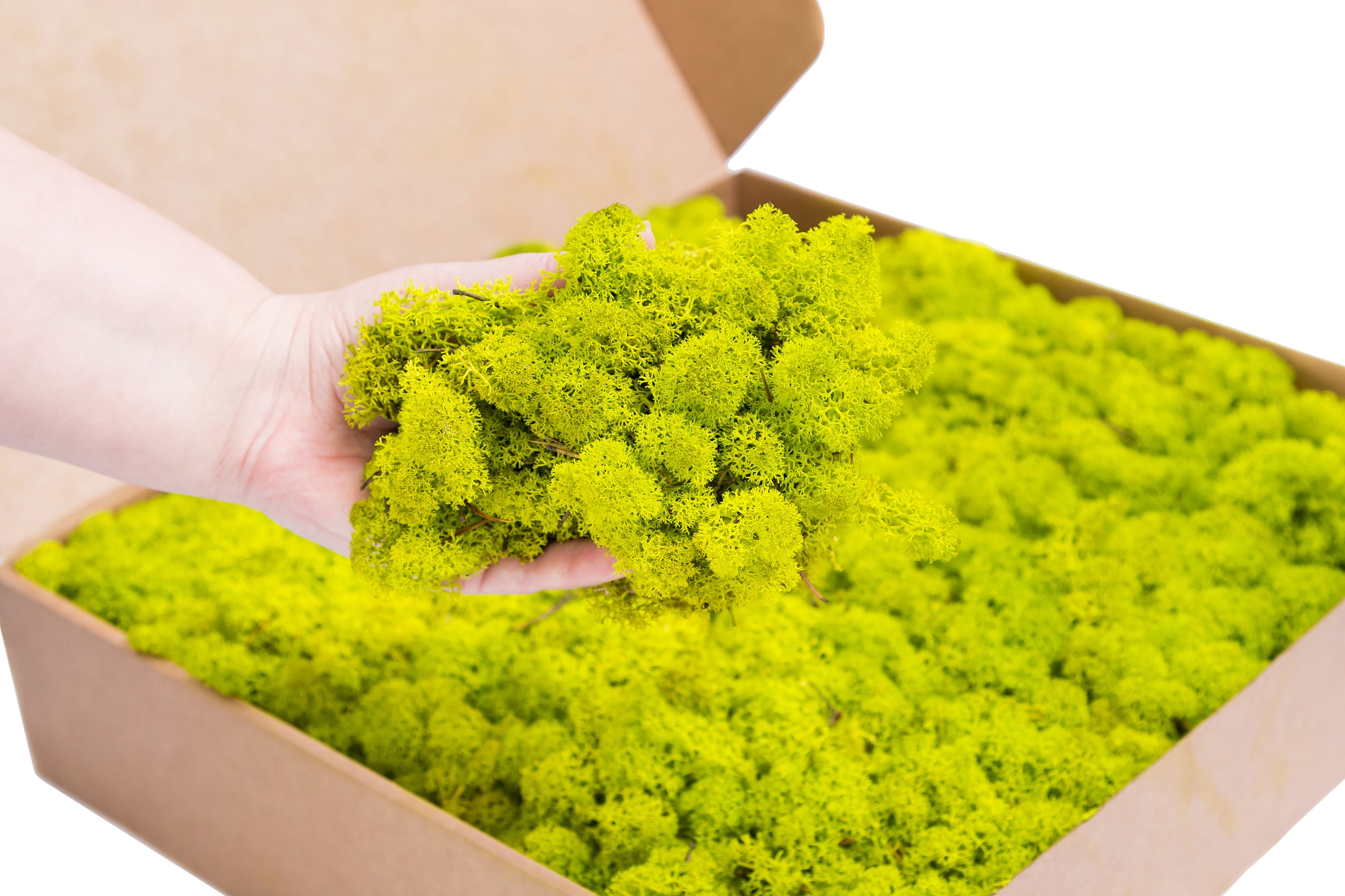 Lime Green Reindeer Moss 1kg Small Box - Etsy UK